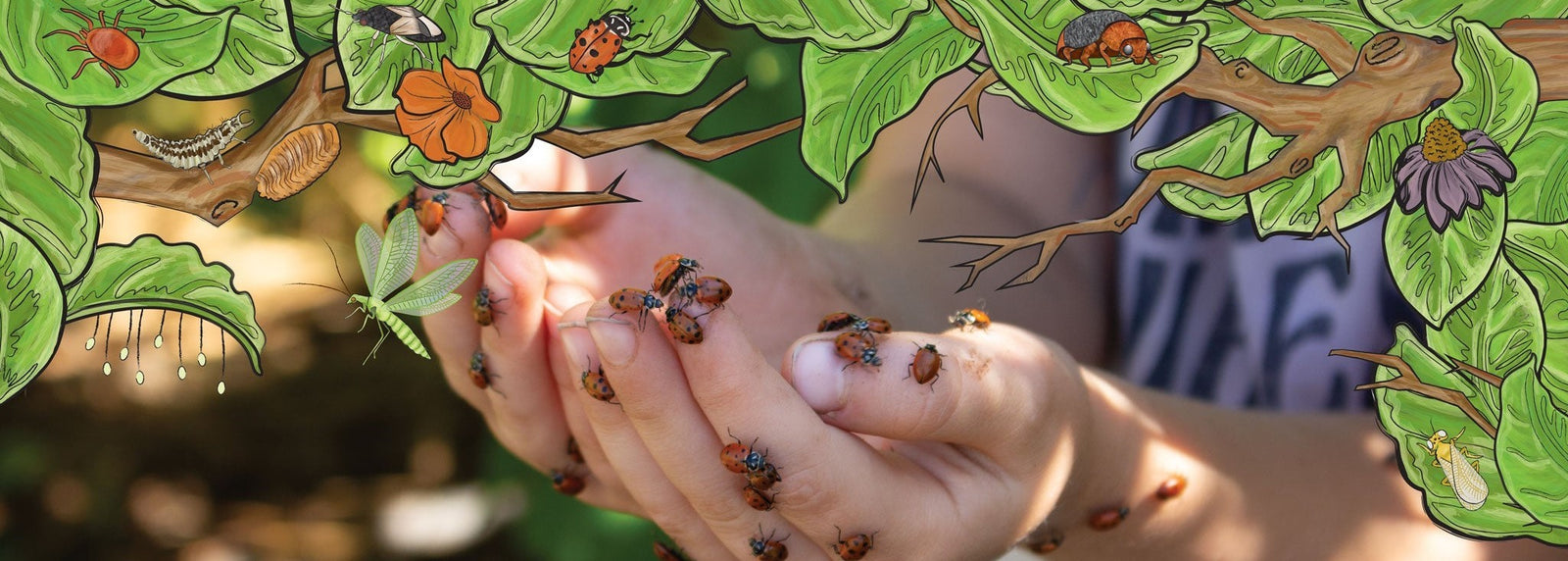 Tip Top Bio Wholesale - Beneficial Insects for Natural Pest Solutions